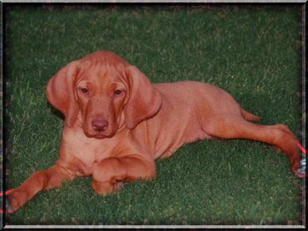 Vegas Valley Dog Obedience Club - VVDOC - Breed of the Month August ...